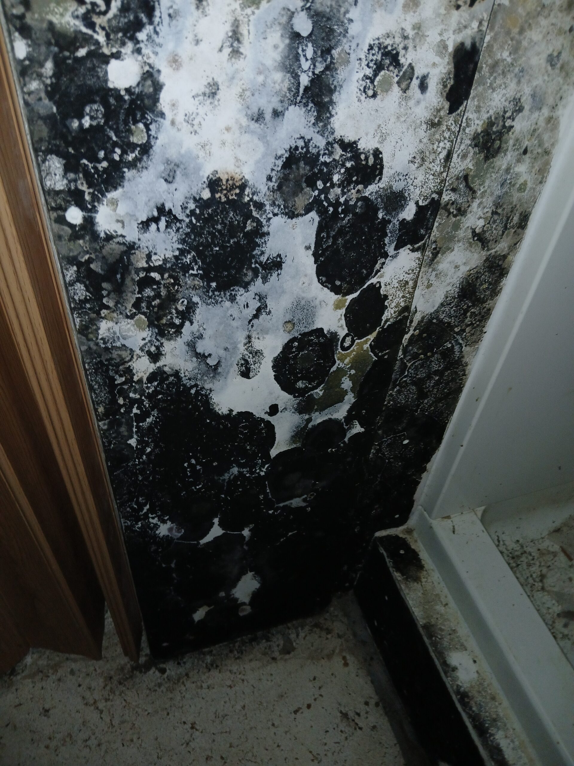 Mold Inspection Company | Philadelphia & South Jersey